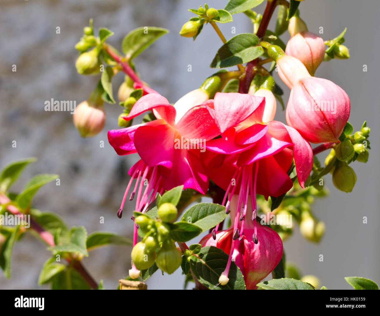 garden, flower, plant, bloom, blossom, flourish, flourishing, leaves ...