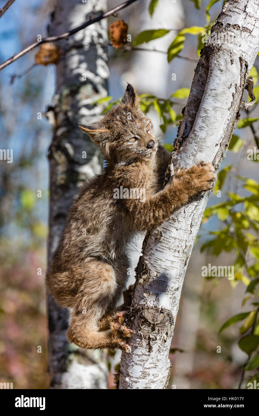 Lynx canadensis hi-res stock photography and images - Alamy