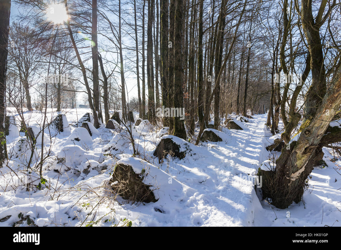 Tank obstacles in the winter - so called Siegfried Line Stock Photo - Alamy