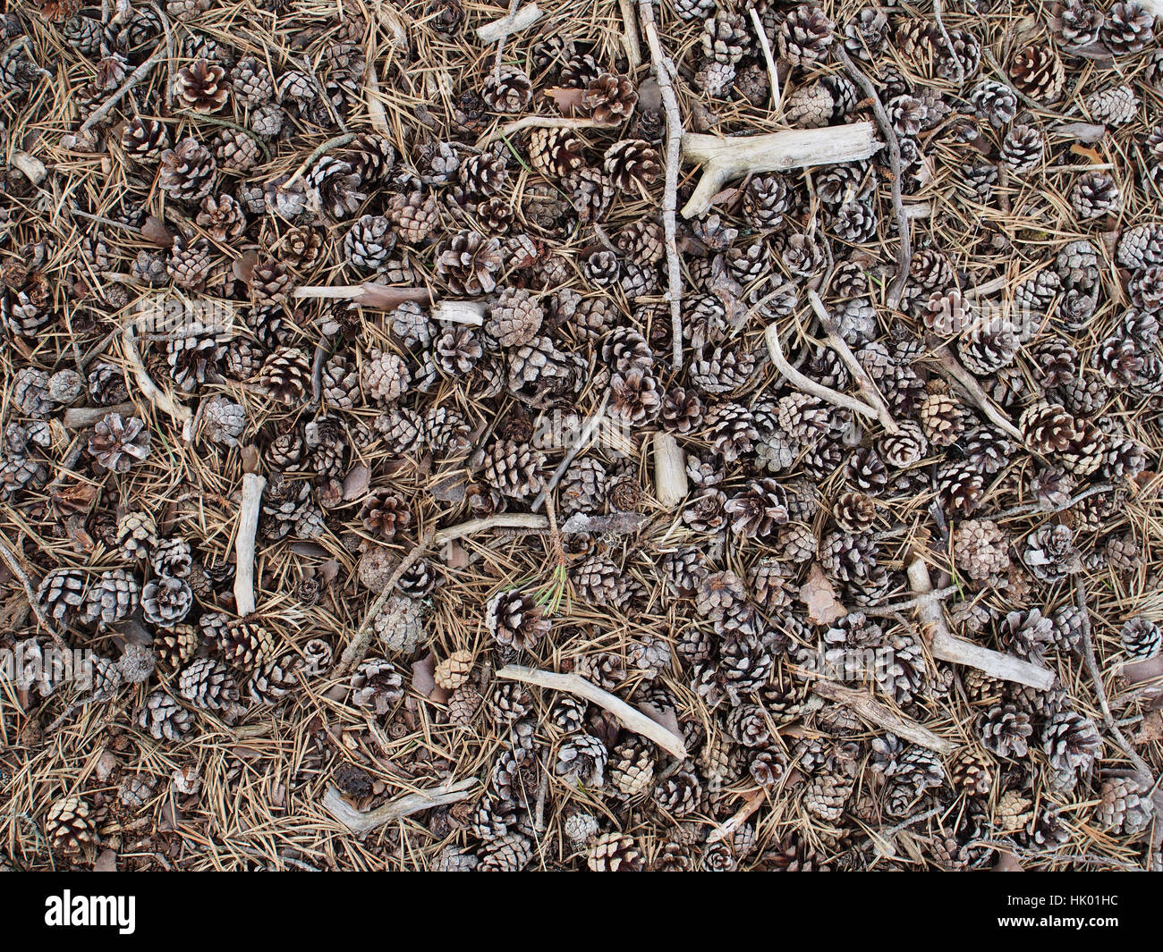 wood, pine, fir, cone, needle, backdrop, background, nature, plant ...