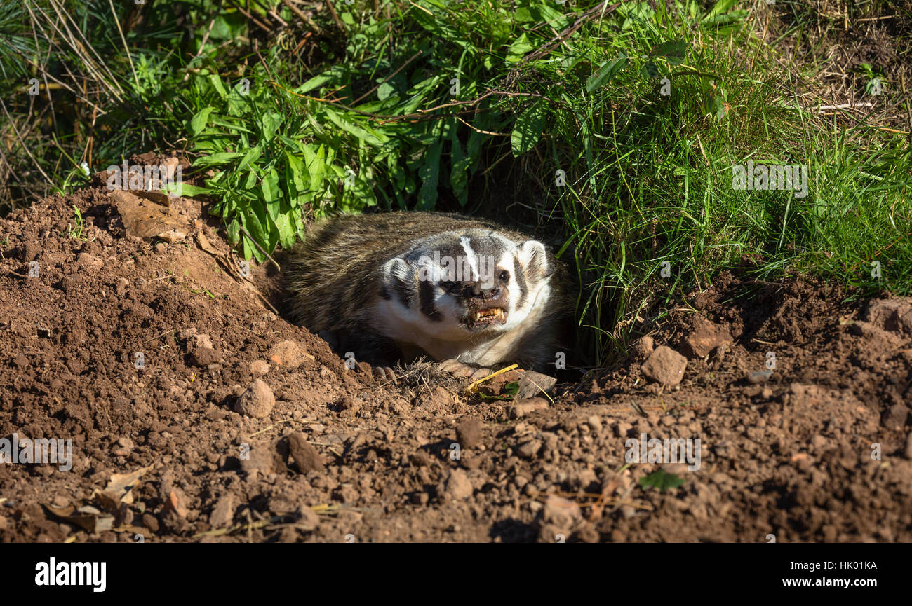 Badger hole hi-res stock photography and images - Alamy