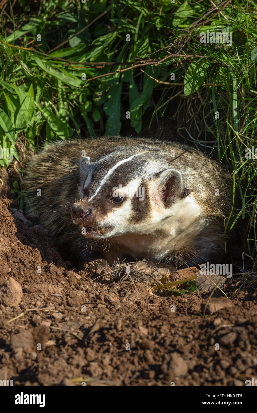 American badger hole hi-res stock photography and images - Alamy