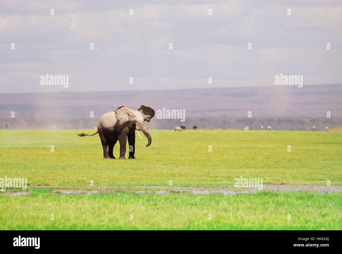 African elephant with flapping ears in savannah Stock Photo - Alamy