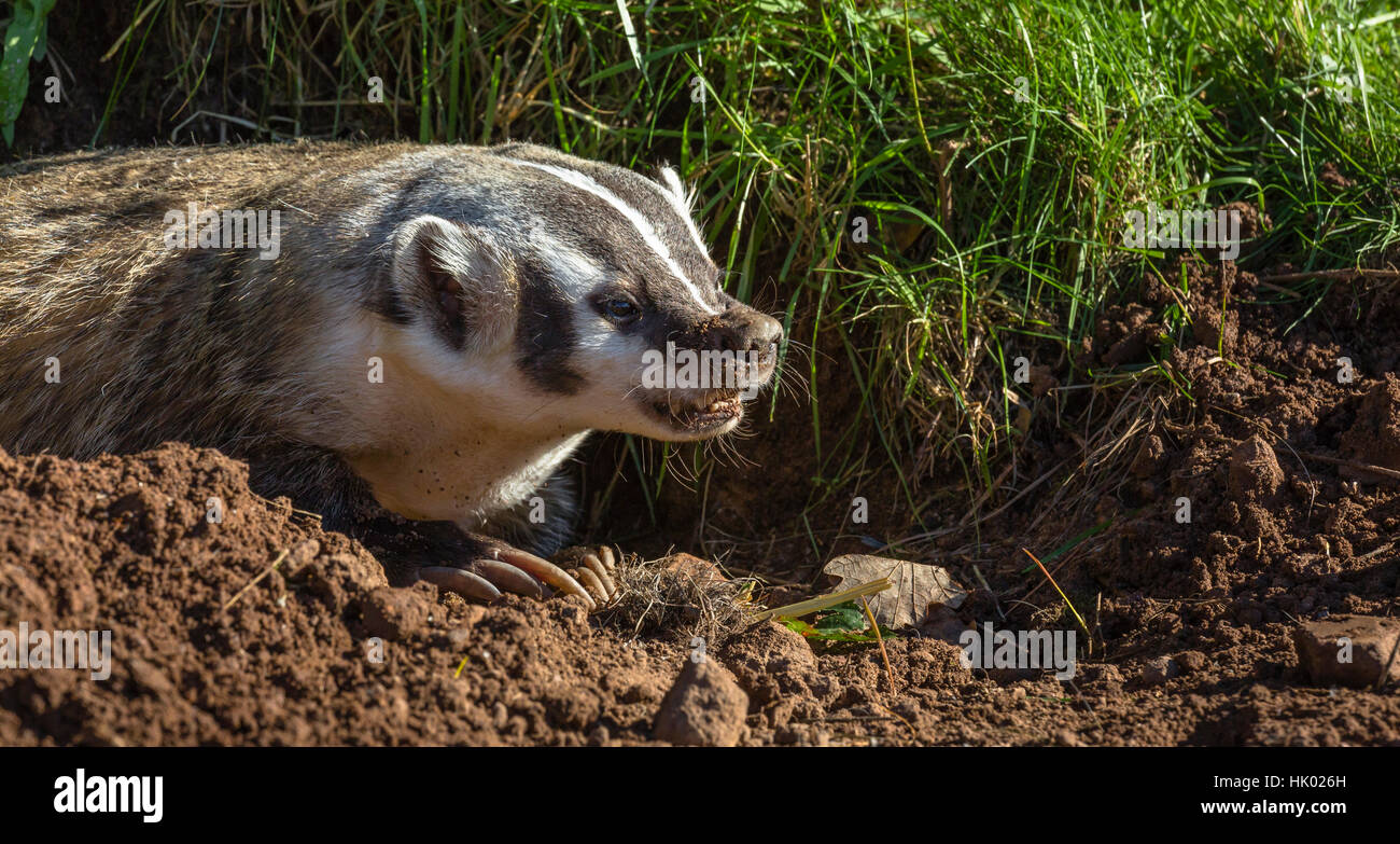 American badger hi-res stock photography and images - Alamy