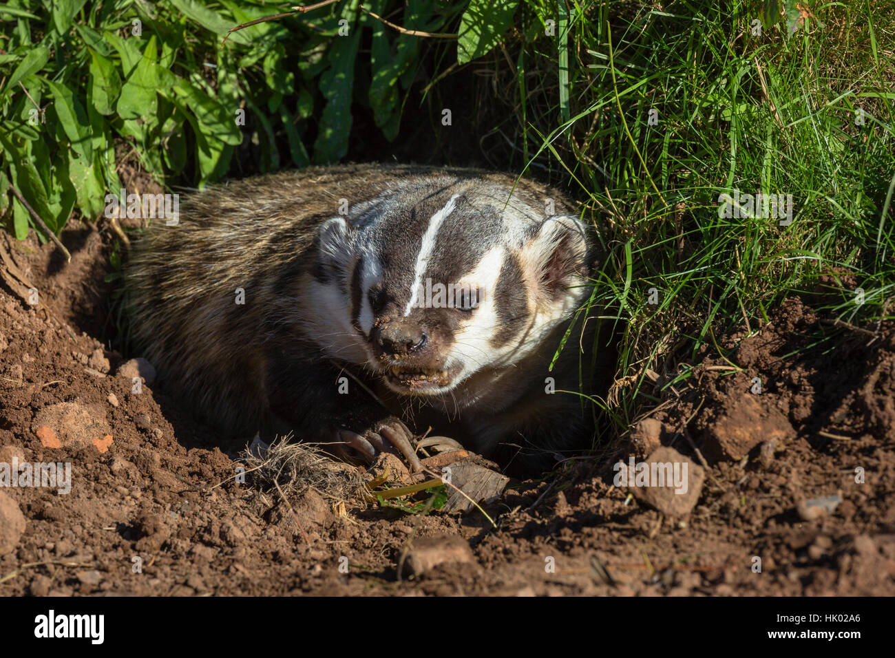 Badger claw hi-res stock photography and images - Alamy
