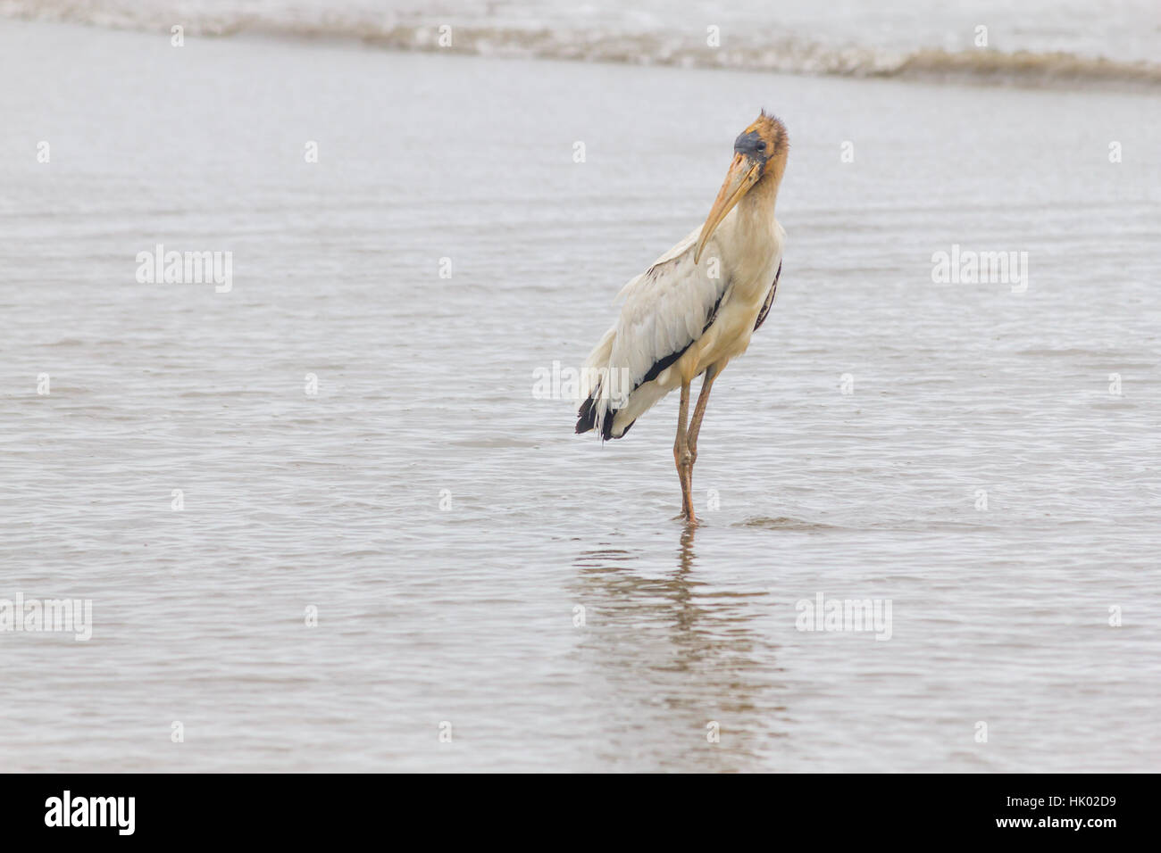 Sea Bird in the beach with waves in background Stock Photo - Alamy
