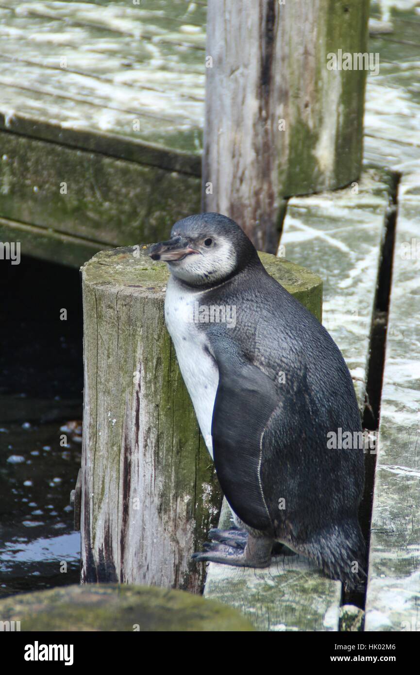 Penguin icon hi-res stock photography and images - Alamy