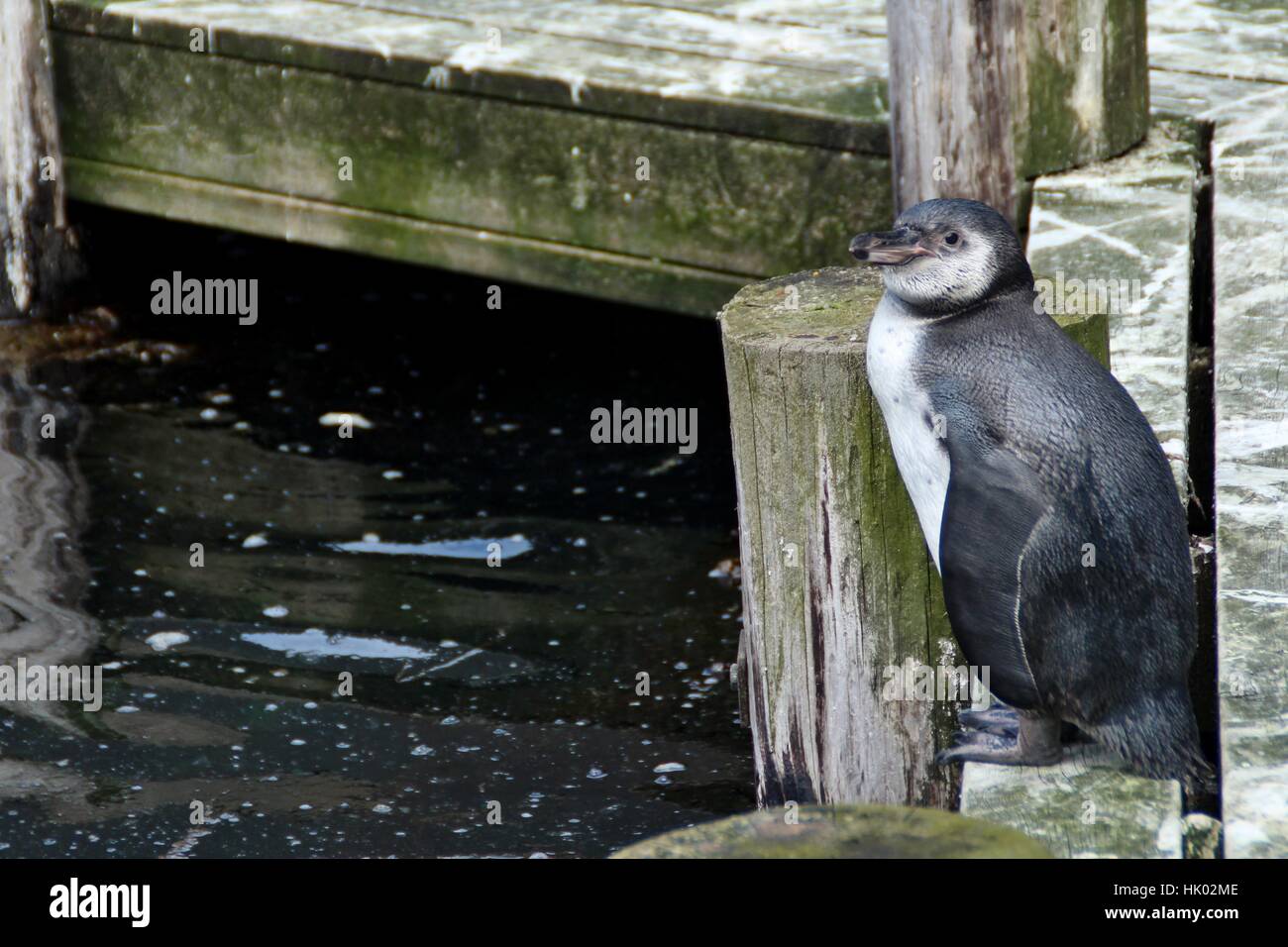 Penguin staring at the camera Stock Photo - Alamy