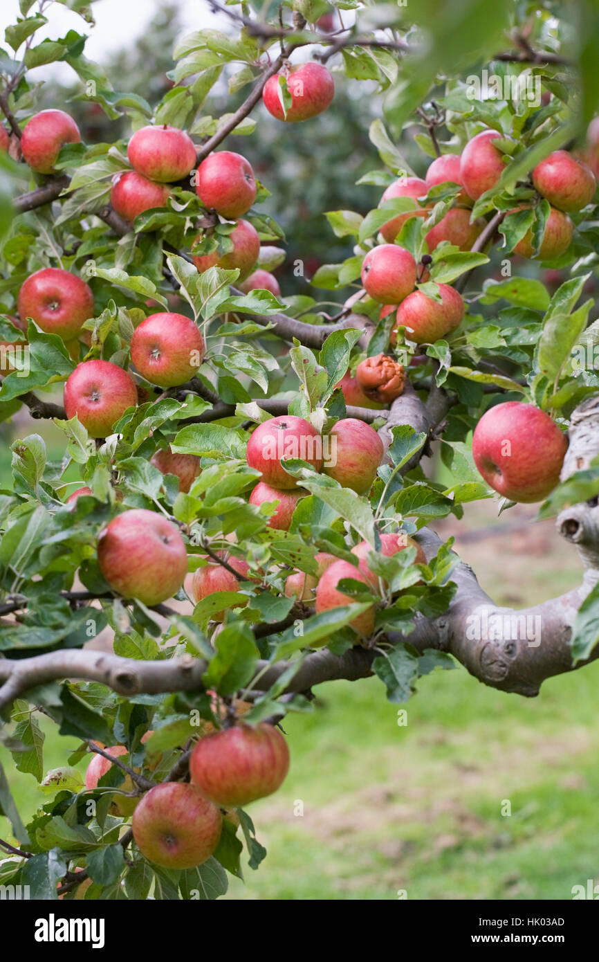 Malus domestica 'Splendour'. Apples on a tree Stock Photo - Alamy