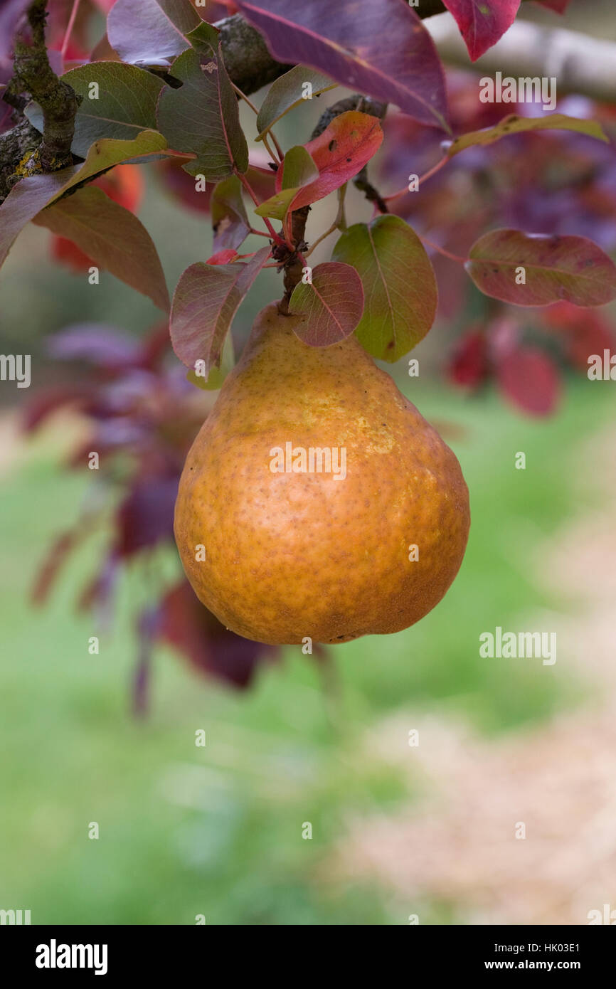 Pyrus communis 'Durondeau'. Pear on a tree Stock Photo - Alamy