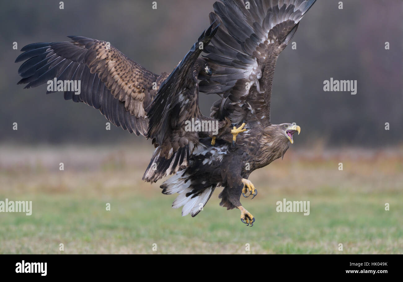A young and a full grown White-tailed aka Sea Eagle in a harsh fight ...