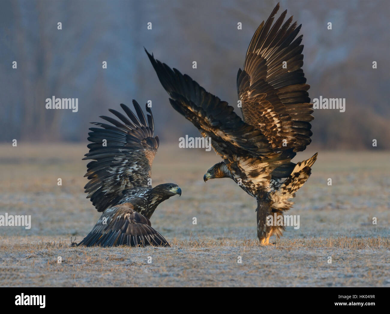 Two fighting white tailed eagles hi-res stock photography and images ...