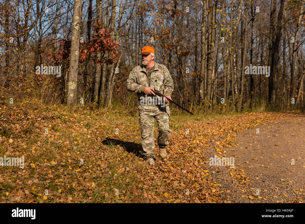 Ruffed grouse hunting in autumn Stock Photo - Alamy