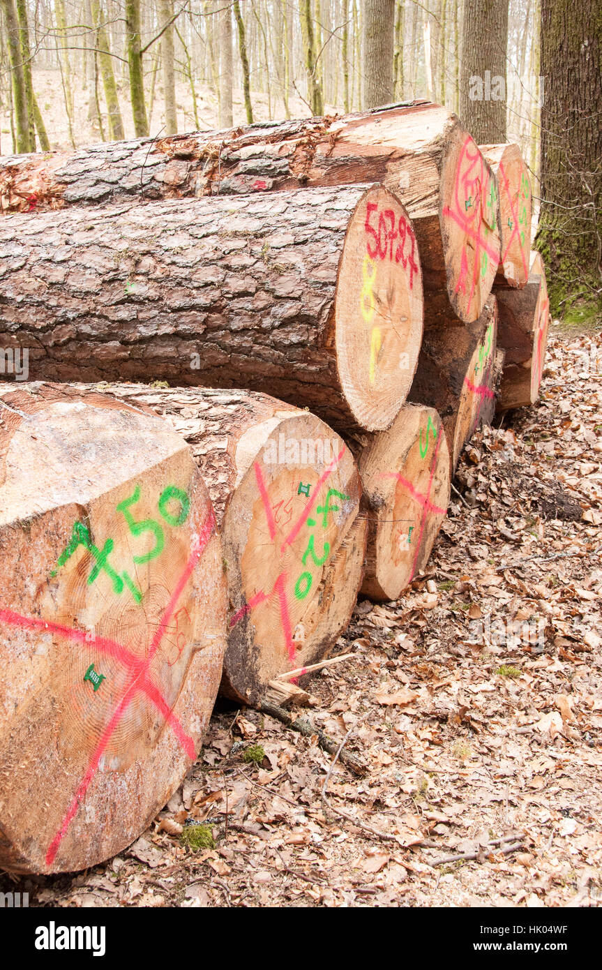 Logs stack in forest Stock Photo - Alamy