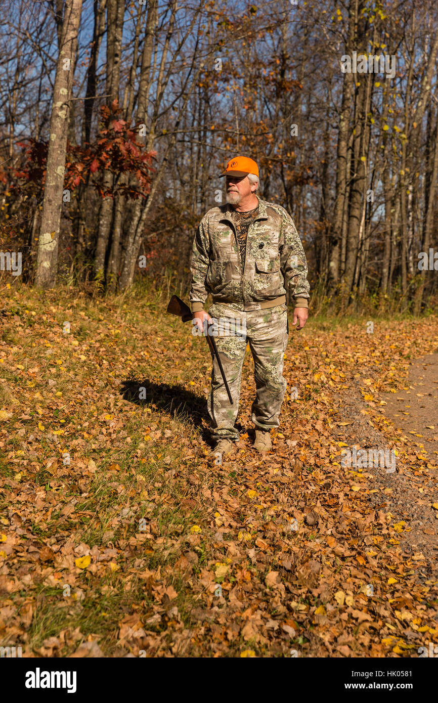 Ruffed grouse hunting in autumn Stock Photo - Alamy