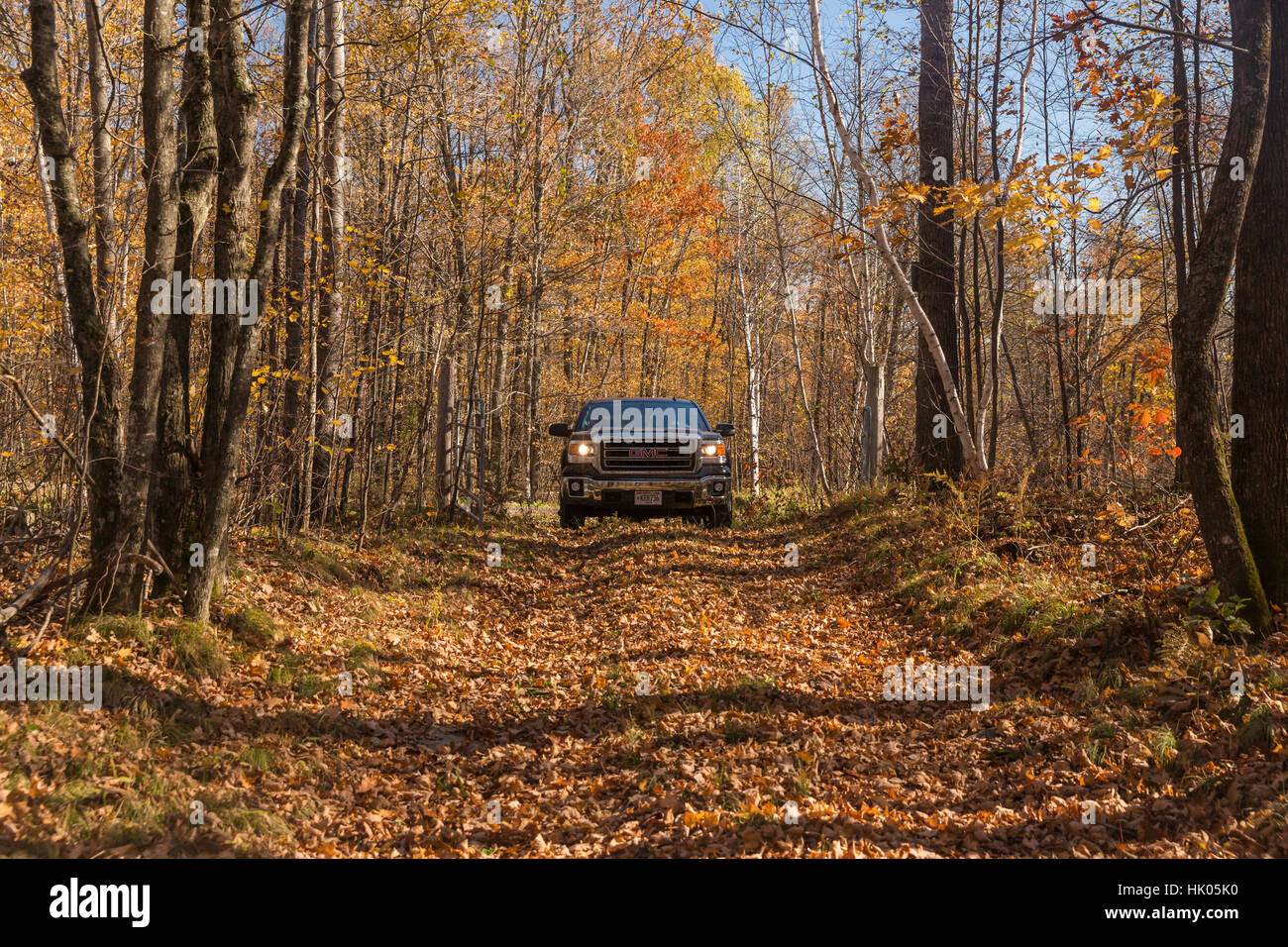 Ruffed grouse hunting in autumn Stock Photo - Alamy