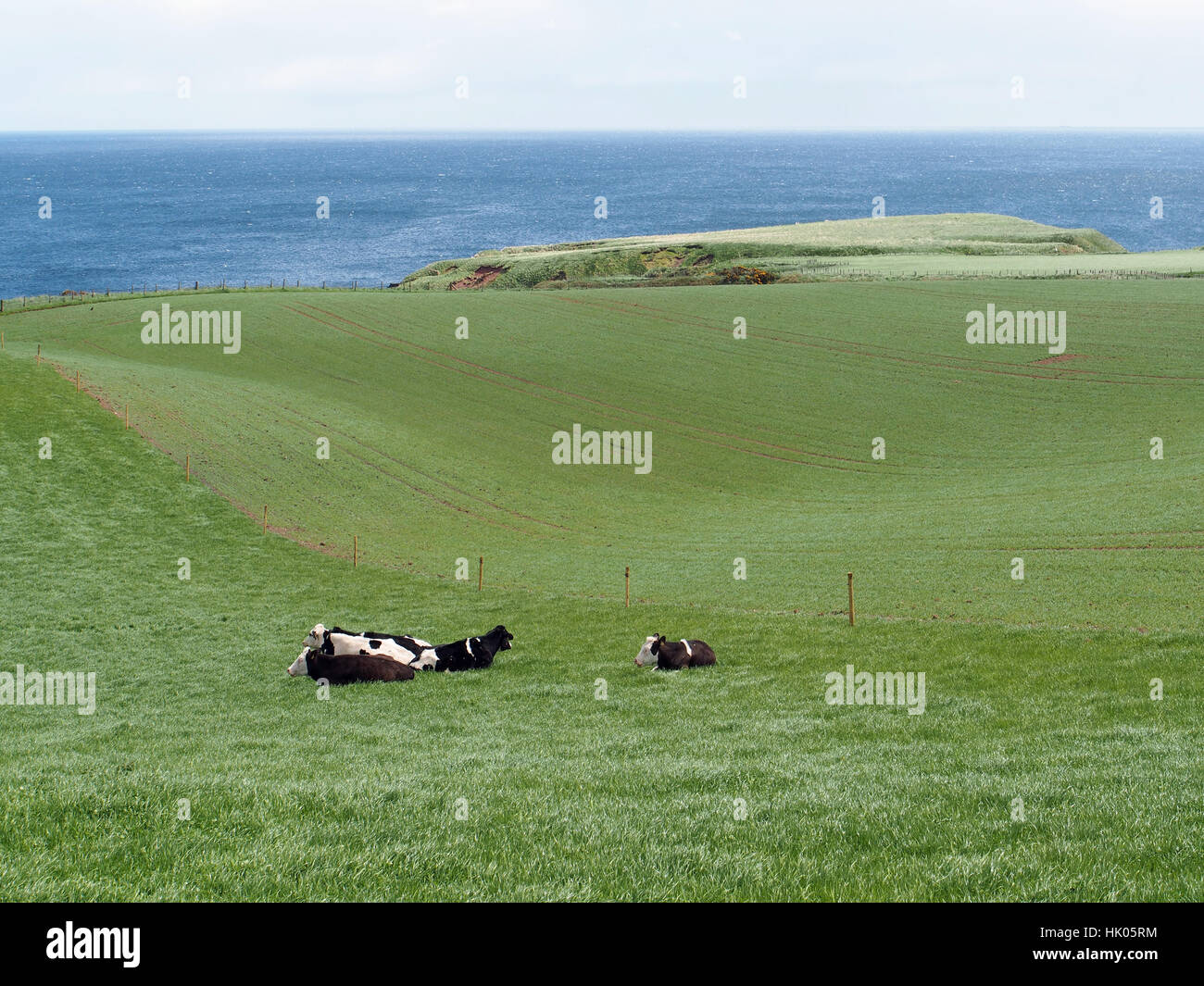 Scottish peasant hi-res stock photography and images - Alamy