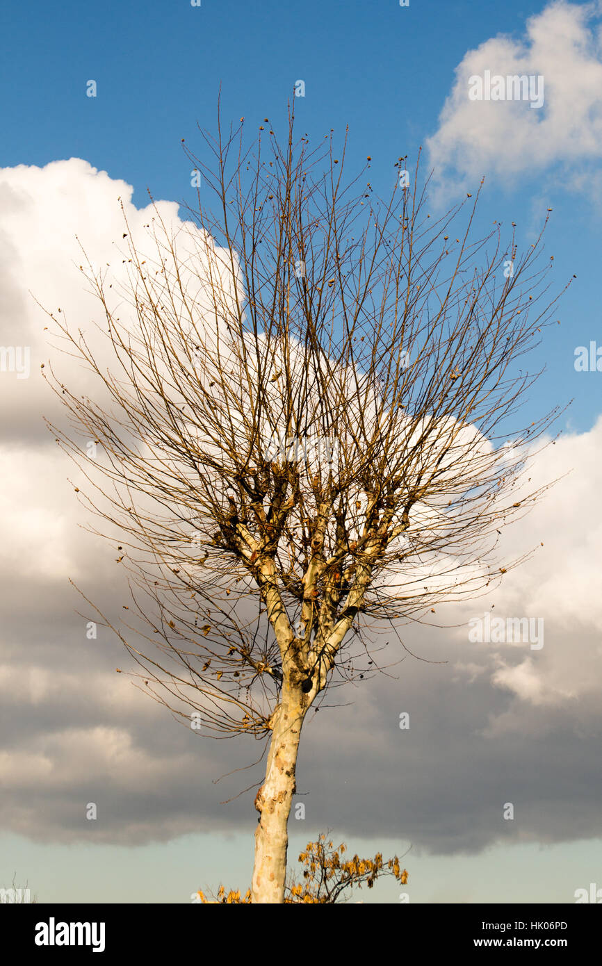 Young tree plant in the Autumn season Stock Photo - Alamy