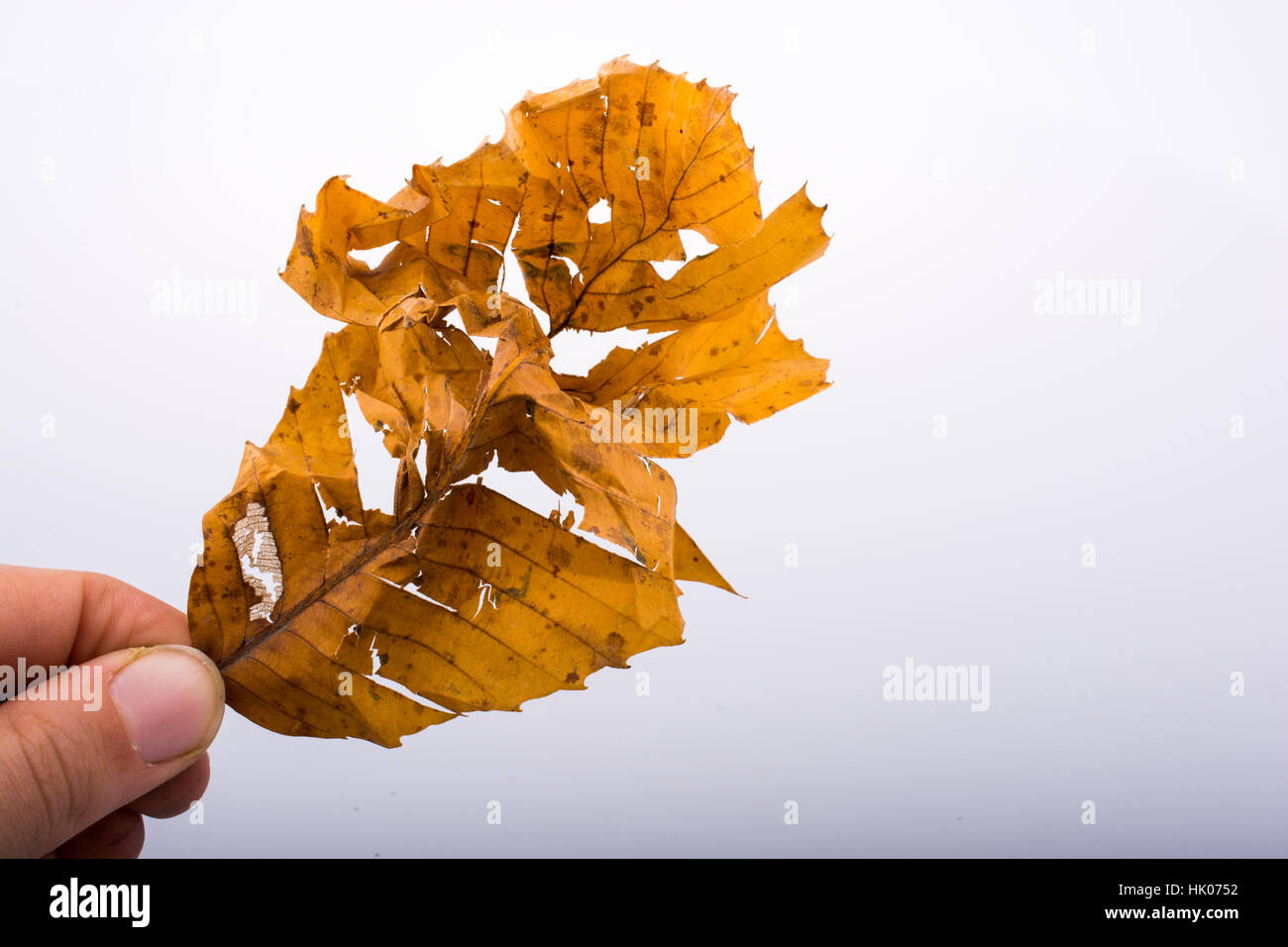 Hand holding a dry torn autumn leaf in hand on a white background Stock ...