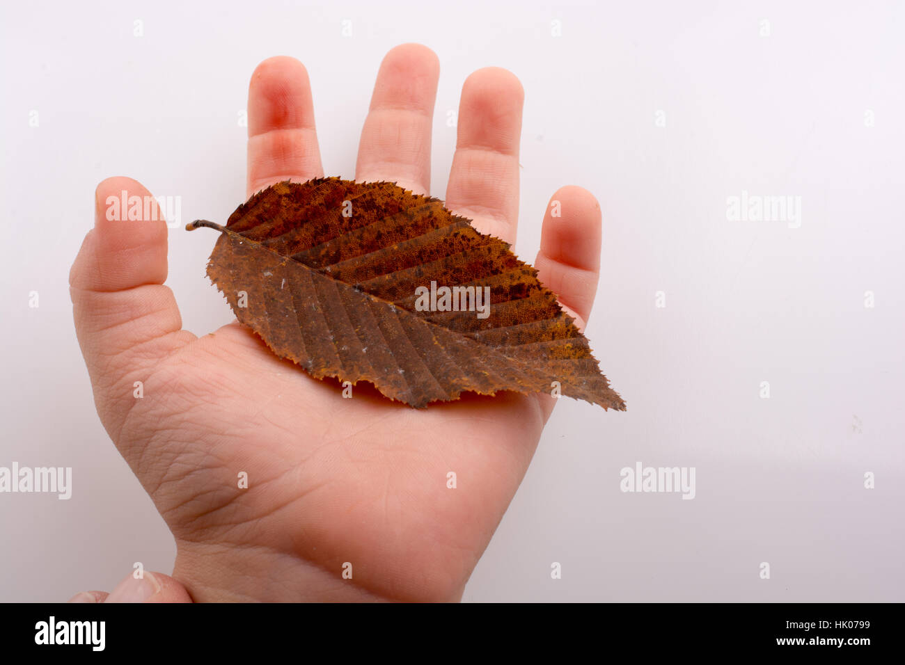 Hand holding a dry autumn leaf in hand on a white background Stock ...