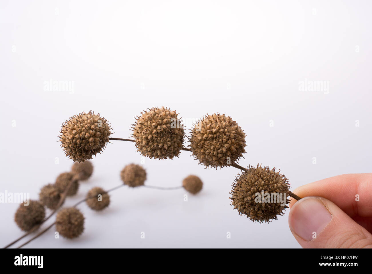 Hand holding brown pods, capsules in hand on a white background Stock ...
