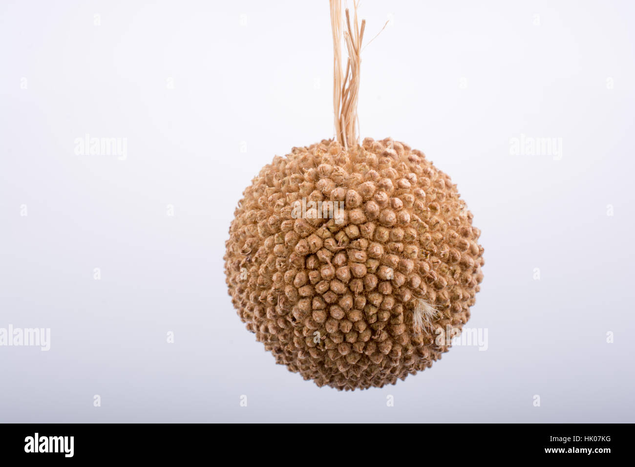 Hand holding brown pod or capsule in hand on a white background Stock ...