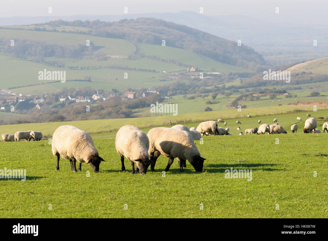 Suffolk sheep hi-res stock photography and images - Alamy