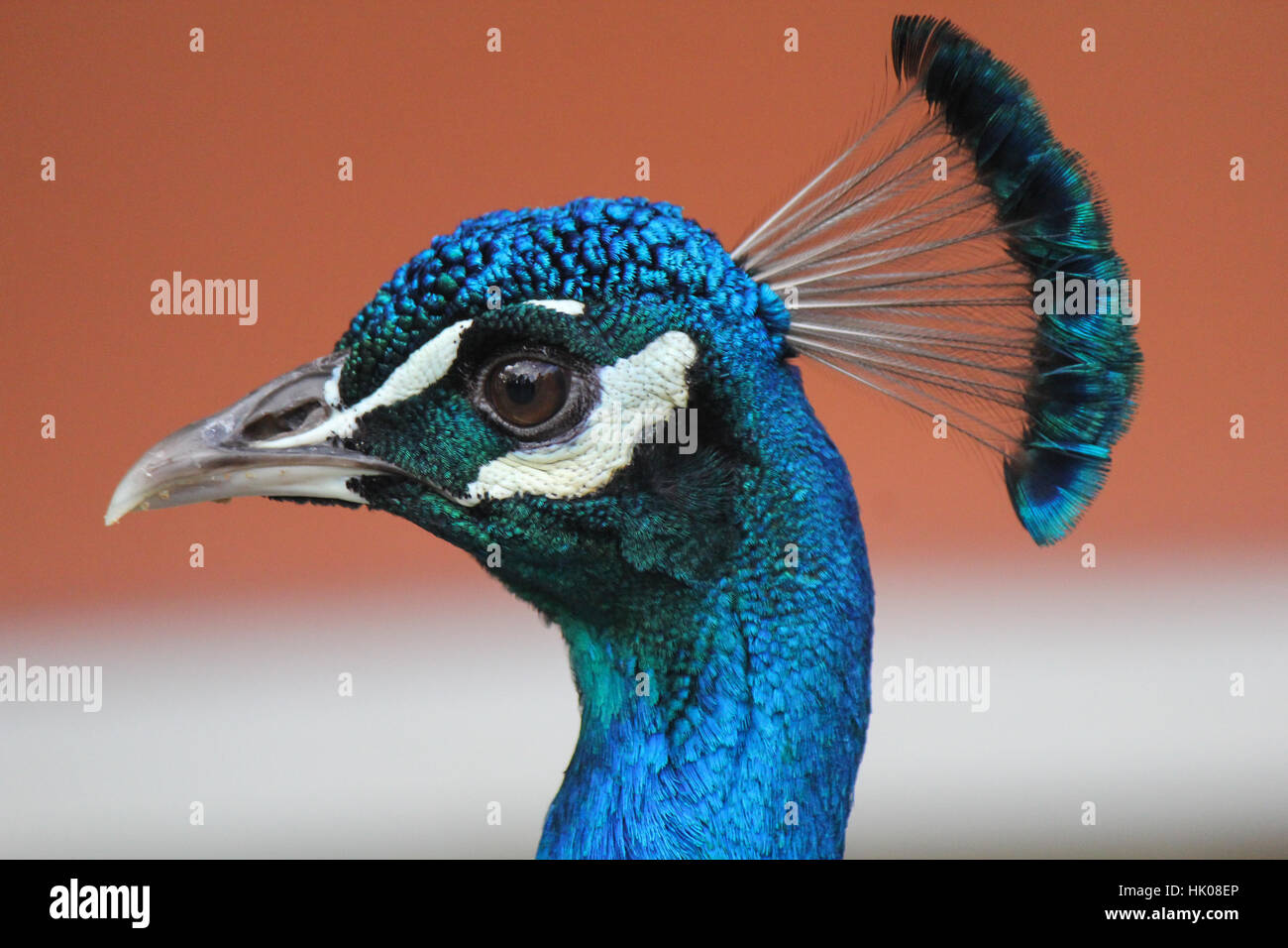 Peacock Head Stock Photos & Peacock Head Stock Images - Alamy