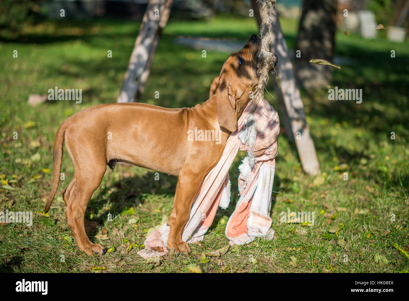 Rhodesian Ridgeback Puppy Stock Photo - Alamy