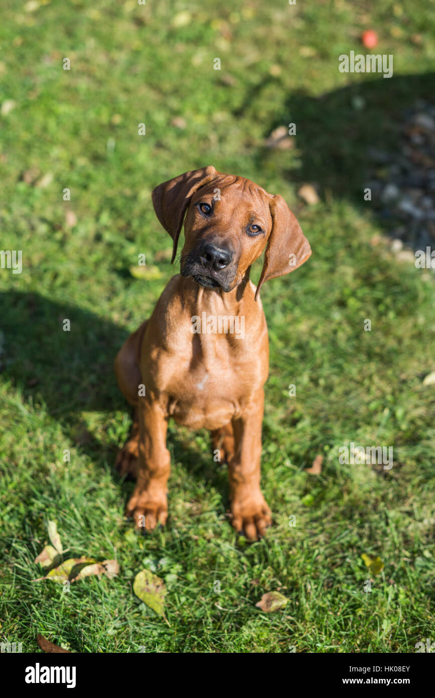 Rhodesian Ridgeback Puppy Stock Photo - Alamy