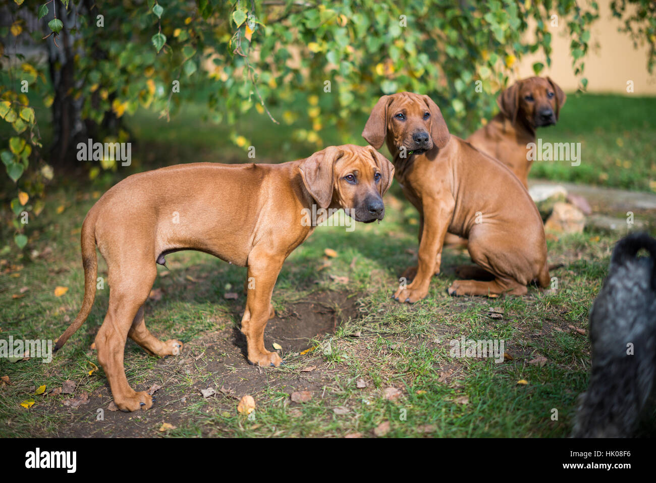 Rhodesian Ridgeback Puppy Stock Photo - Alamy