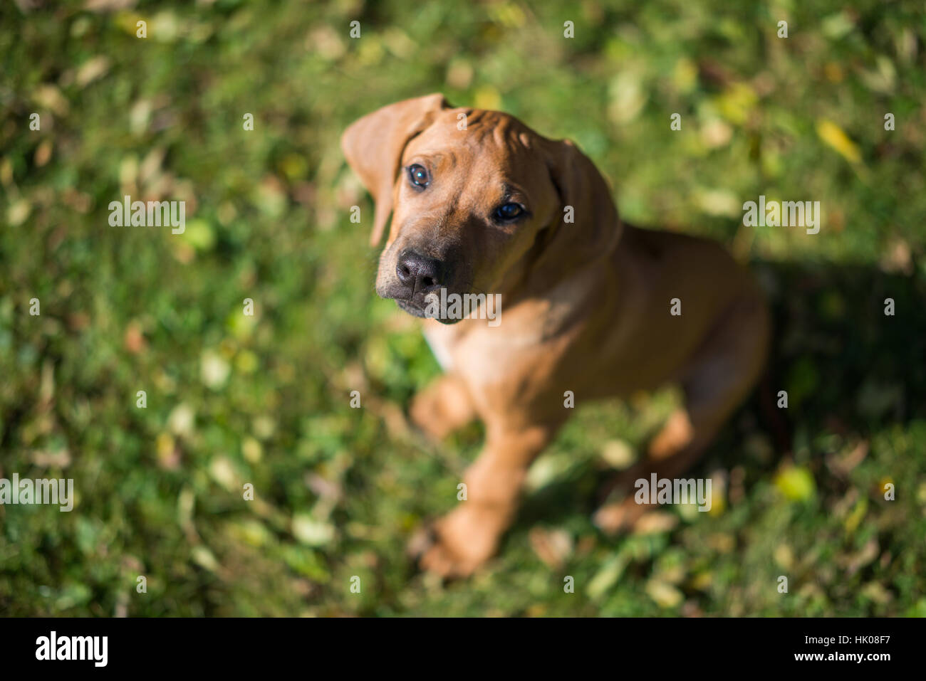 Rhodesian Ridgeback Puppy Stock Photo - Alamy