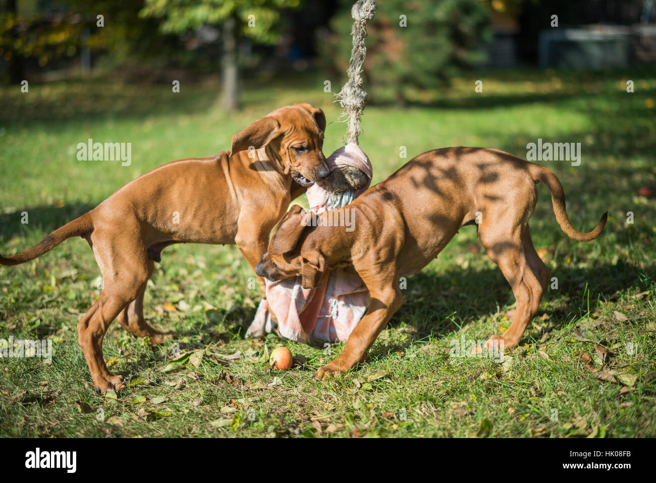 Rhodesian Ridgeback Puppy Stock Photo - Alamy