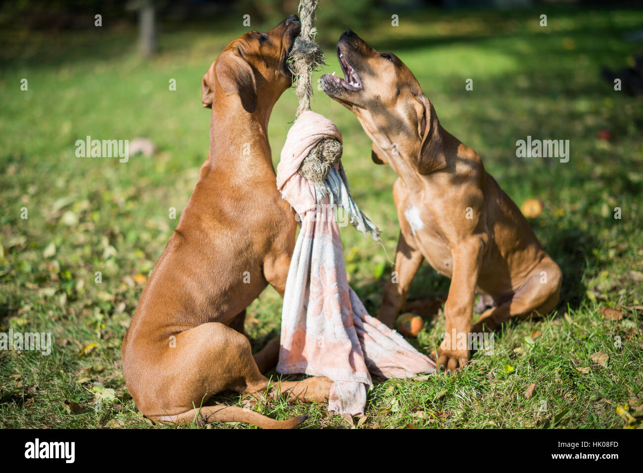 Rhodesian Ridgeback Puppy Stock Photo - Alamy