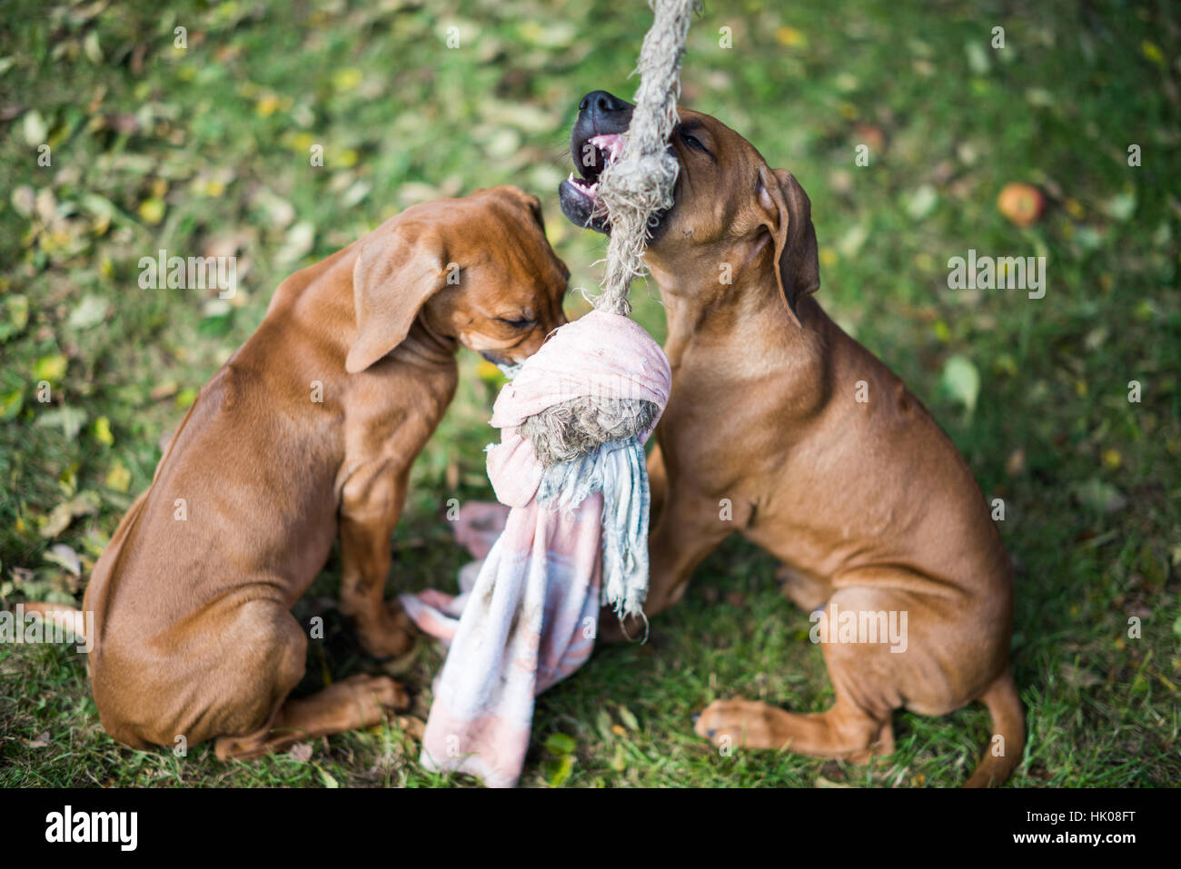 Rhodesian Ridgebacks Hunting