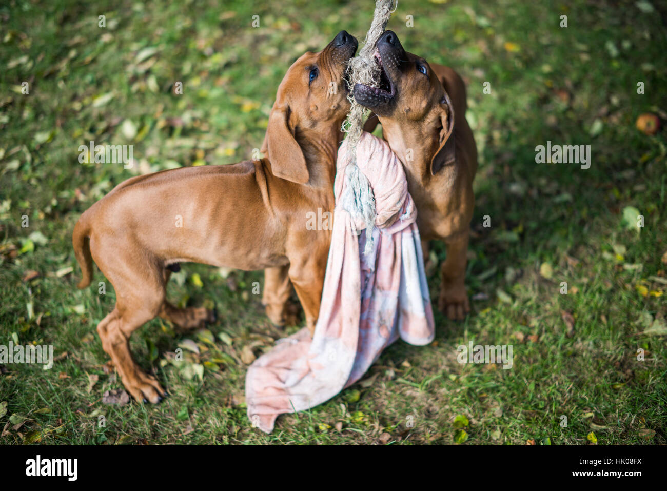 Rhodesian Ridgeback Puppy Stock Photo - Alamy
