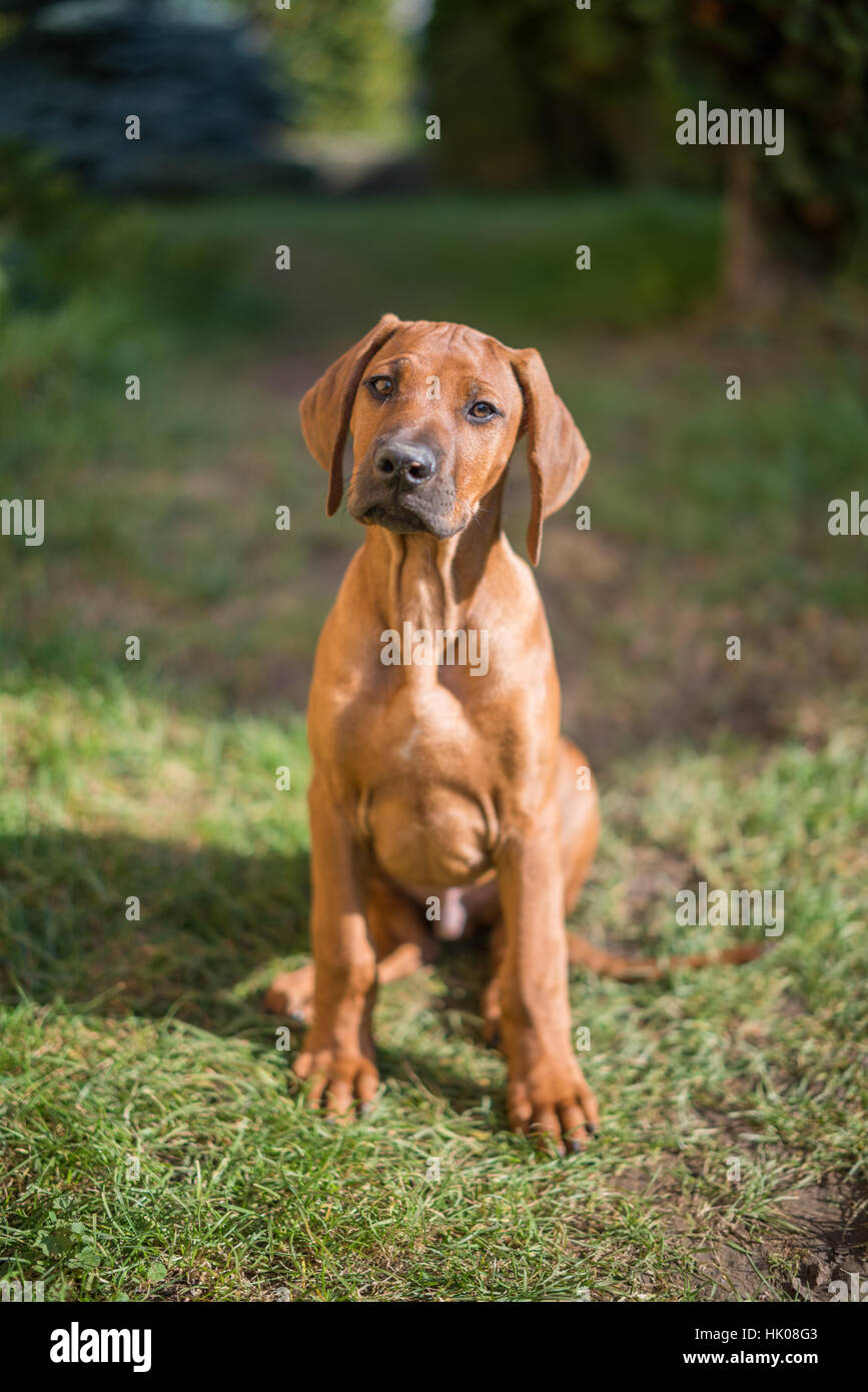 Rhodesian Ridgeback Puppy Stock Photo - Alamy