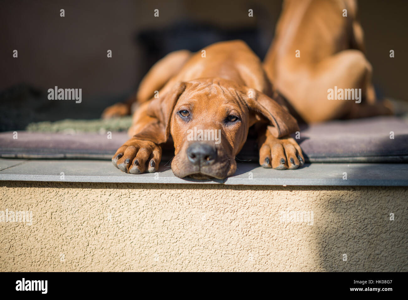 Rhodesian Ridgeback Puppy Stock Photo - Alamy