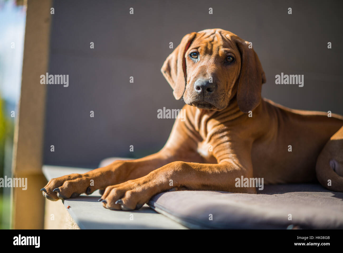Rhodesian Ridgeback Puppy Stock Photo - Alamy