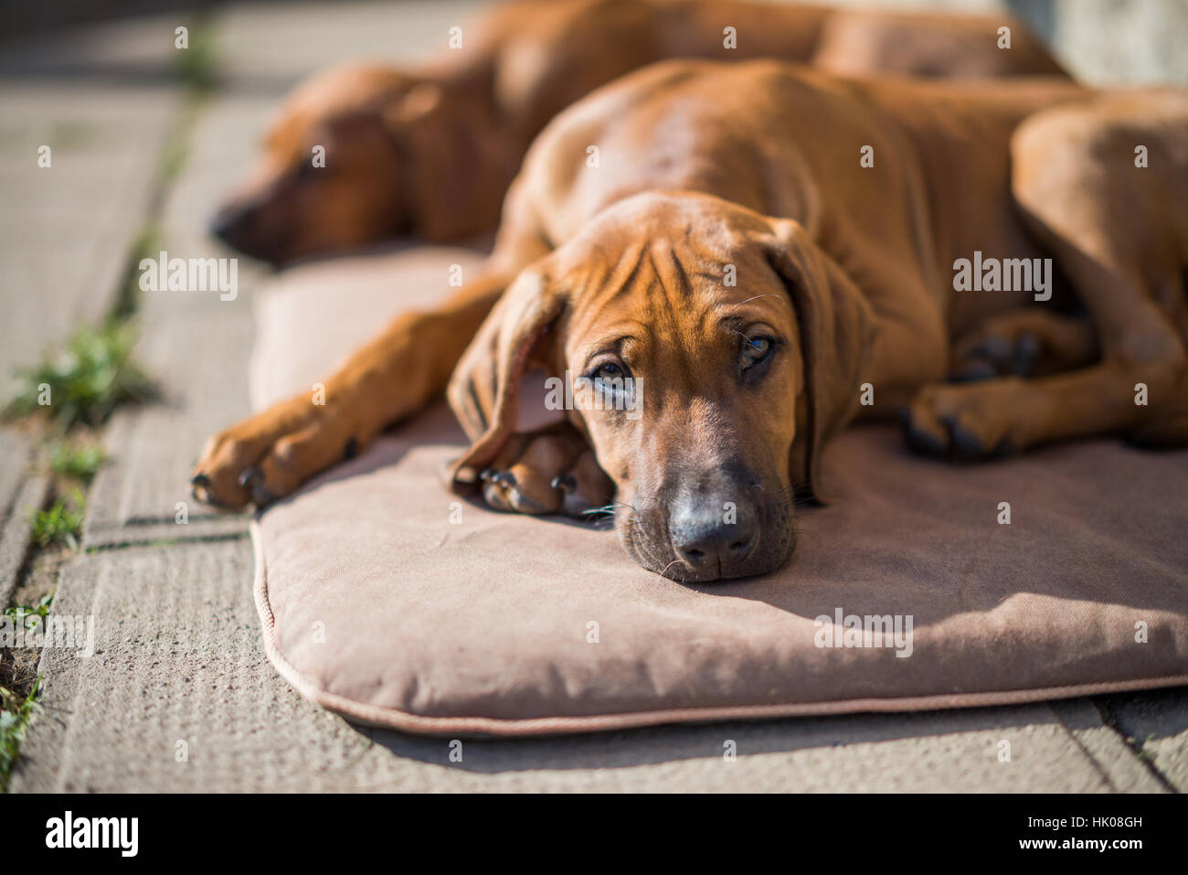 Rhodesian ridgebacks lion hi-res stock photography and images - Alamy