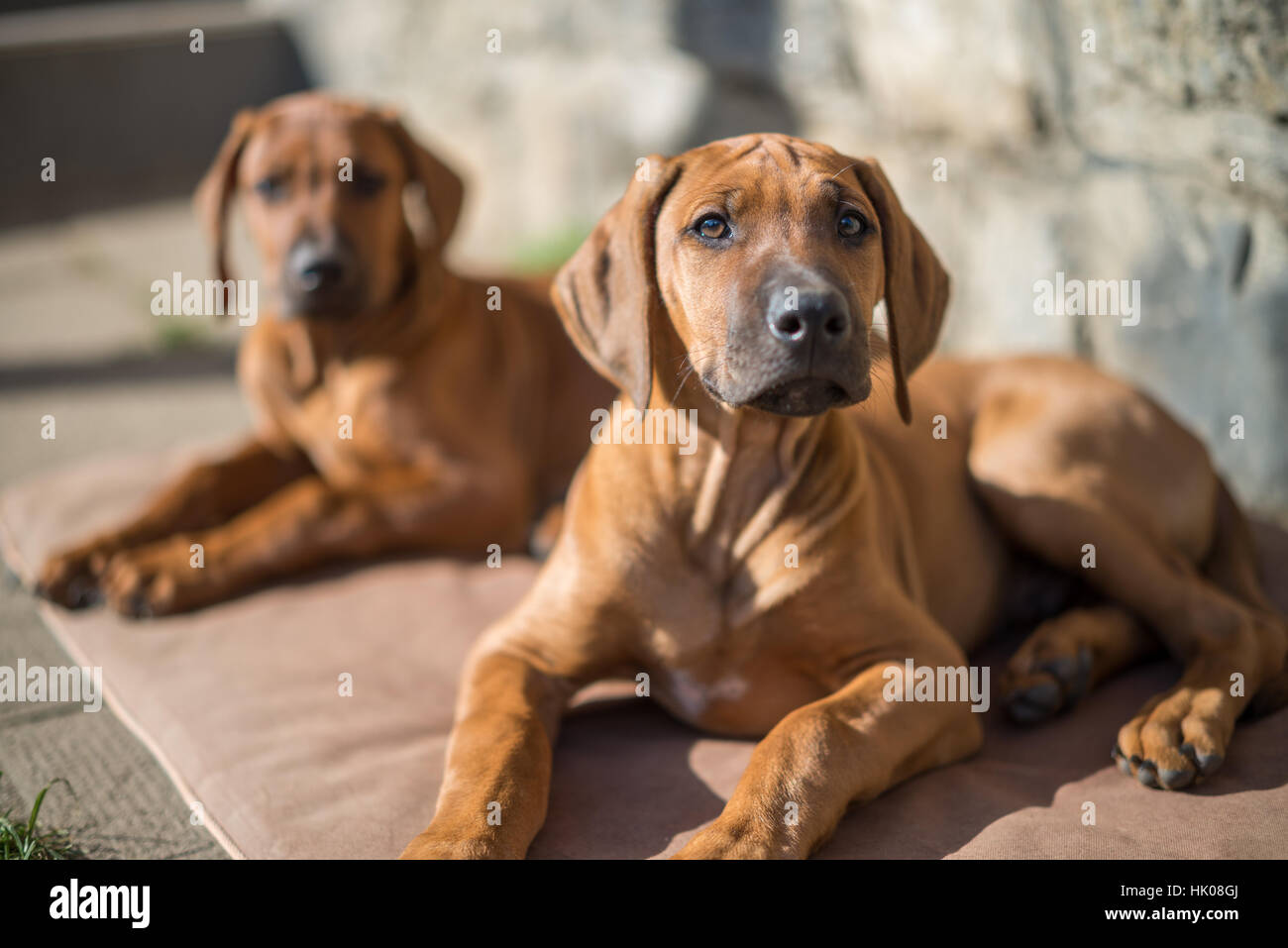 Rhodesian Ridgeback Puppy Stock Photo - Alamy