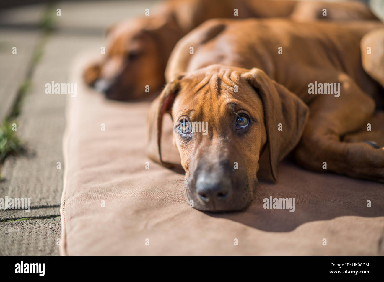 Rhodesian Ridgeback Puppy Stock Photo - Alamy