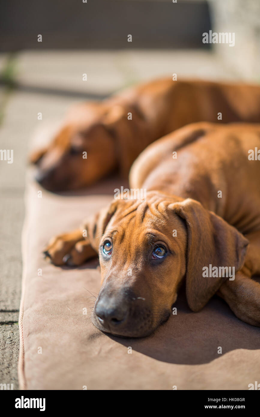 Rhodesian Ridgeback Puppy Stock Photo - Alamy
