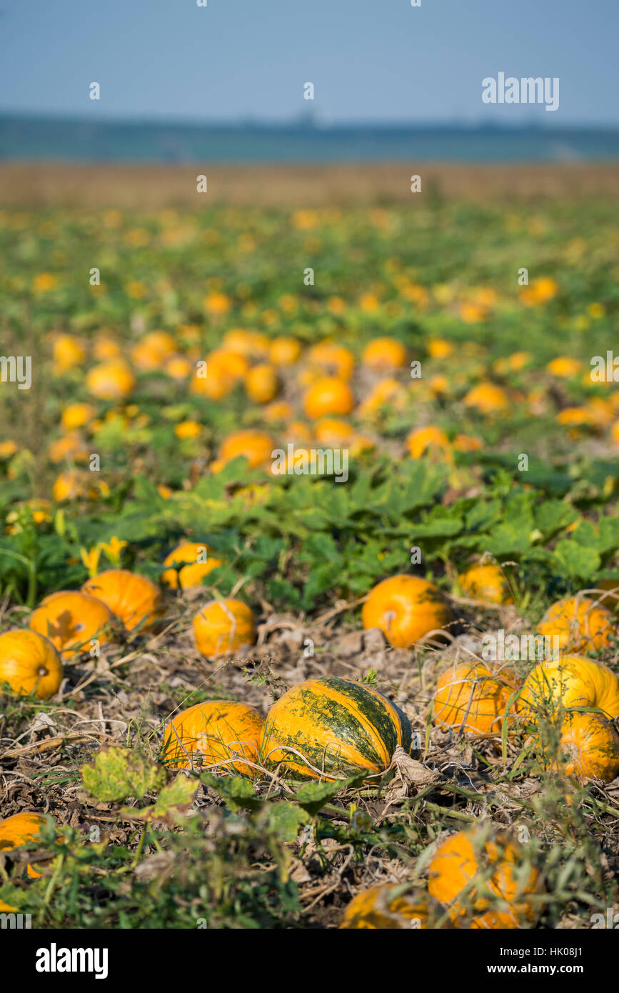 pumpkin in a field Stock Photo - Alamy