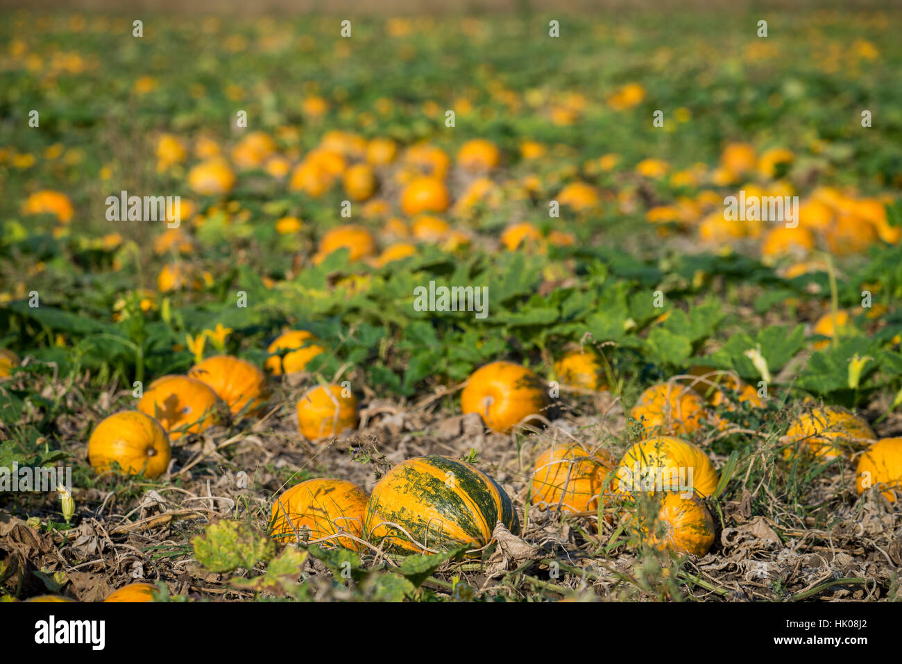 pumpkin in a field Stock Photo - Alamy