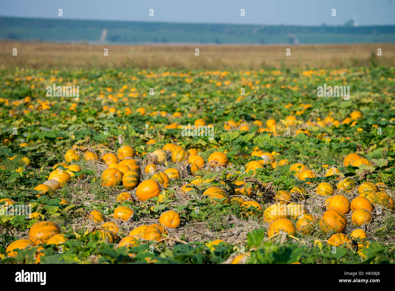 pumpkin in a field Stock Photo - Alamy