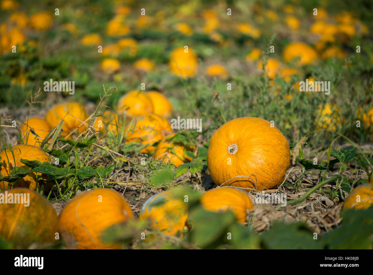 pumpkin in a field Stock Photo - Alamy