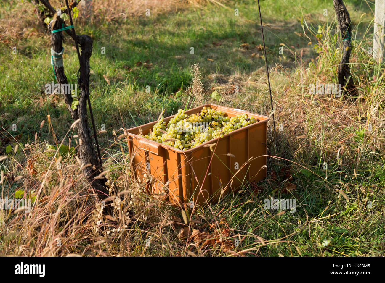 wine collection (muscat ottonel) in region Palava, South Moravia, Czech ...