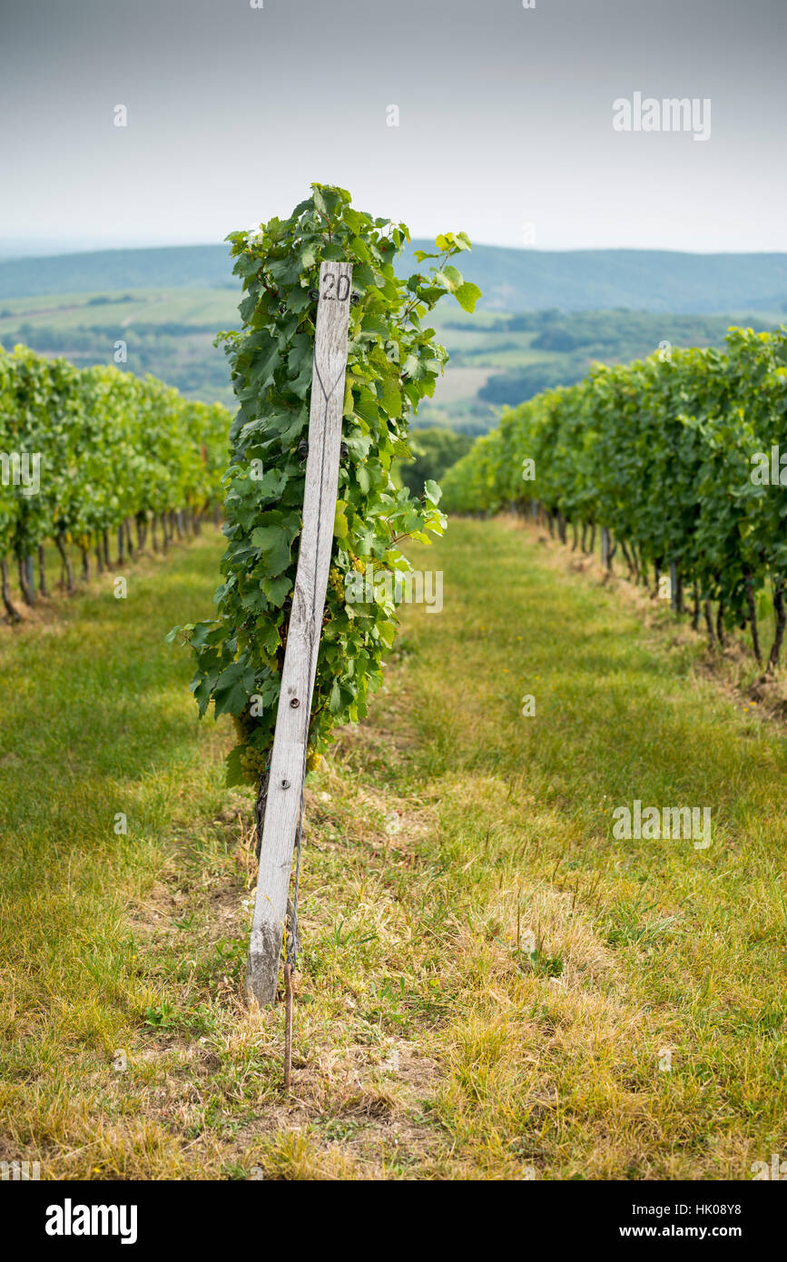 Vineyards in Wine Region Palava, South Moravia, Czech Republic, Europe ...