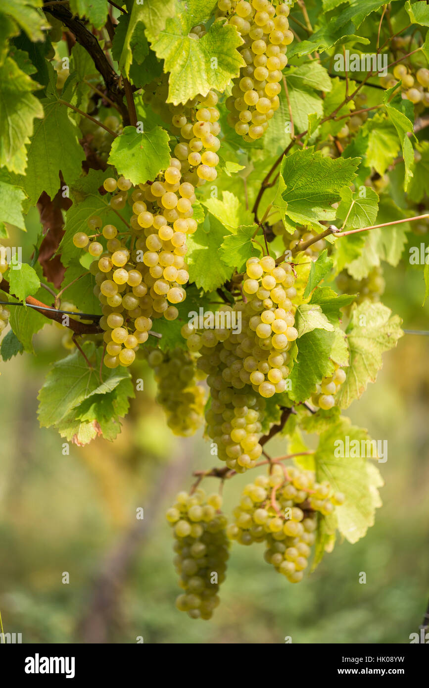 bunch of ripe grapes on grapevine right before harvest region Palava ...